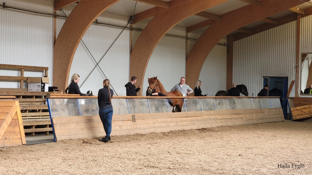 Röðun hrossa á síðsumarssýningum á Rangárbökkum og á Hólum ...