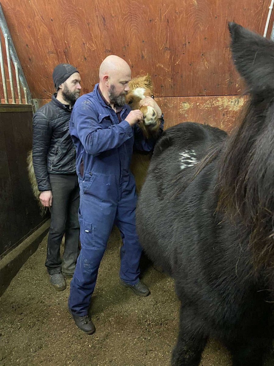 DNA-sýni hrossa | Ráðgjafarmiðstöð landbúnaðarins