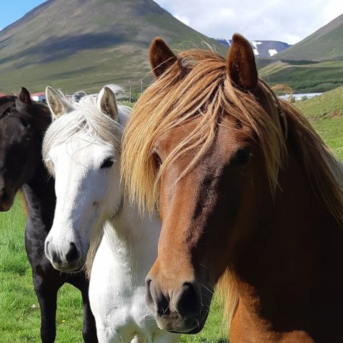 Ráðgjafarmiðstöð landbúnaðarins