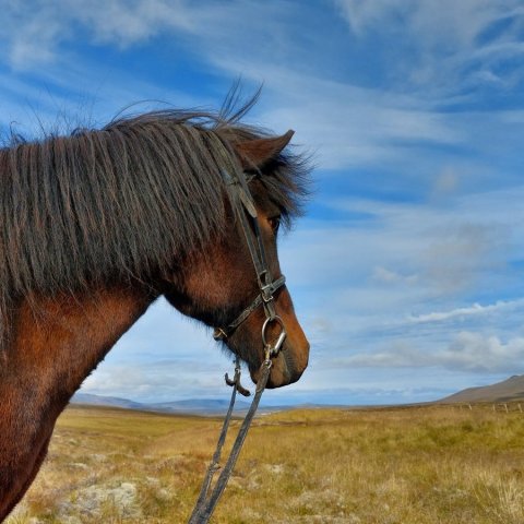 Ráðgjafarmiðstöð landbúnaðarins